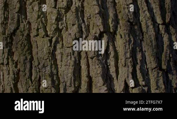 Trees bark pattern plant Stock Videos & Footage - HD and 4K Video Clips ...