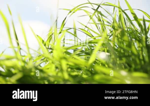 Green eco foot Stock Videos & Footage - HD and 4K Video Clips - Alamy