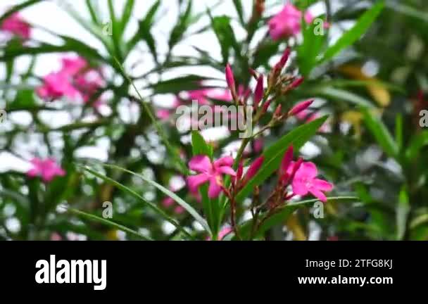 Nerium oleander (also called oleander, nerium, bunga mentega, bunga ...