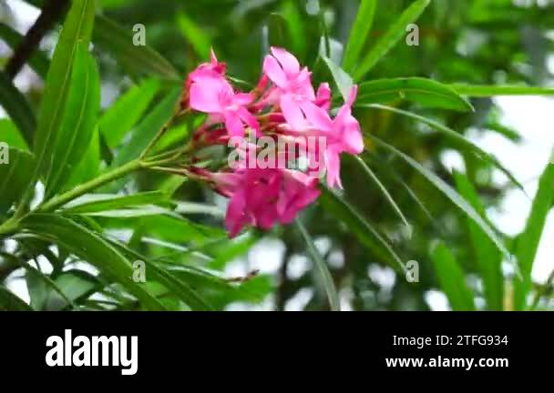 Nerium oleander (also called oleander, nerium, bunga mentega, bunga ...