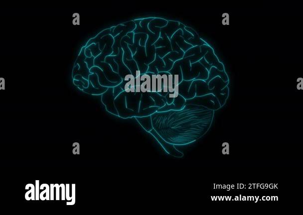 Healthy brain anatomy diagram Stock Videos & Footage - HD and 4K Video ...