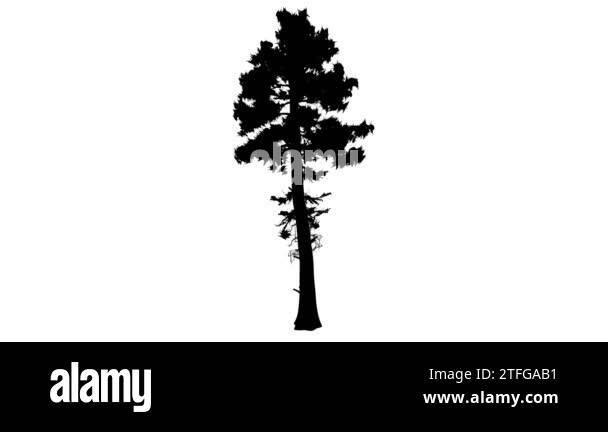 Douglas Fir Tall Tree in Winter Silhouette Animated Tree is Swaying at ...