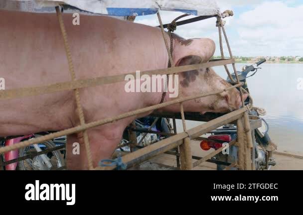 pig tied up in cart loaded onto ferry boat for river crossing Stock ...