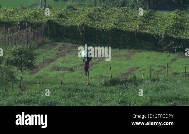 Filipino farmer walking across the field doing farm work and ...