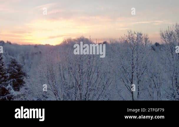 Drone rising straight up from behind a maple tree caked in snow to ...