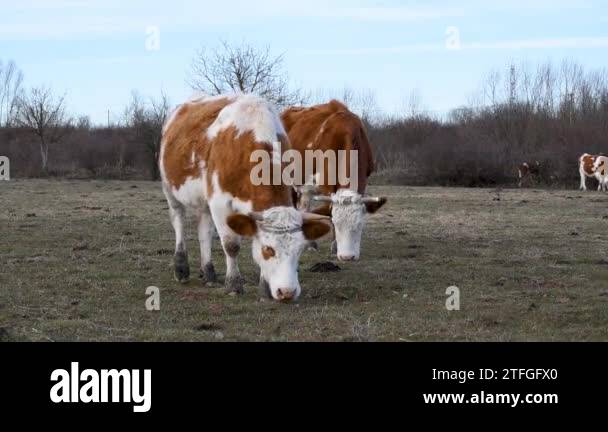 Semi profile view Stock Videos & Footage - HD and 4K Video Clips - Alamy