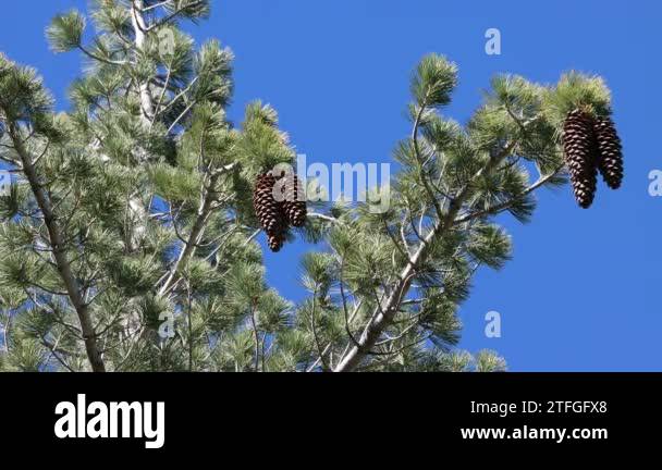 Brown mature symmetric clustered pendent megastrobilus ovulate cones of ...