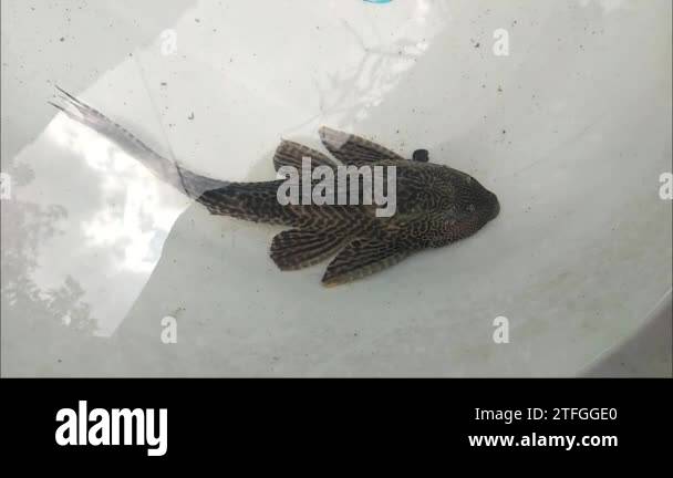 Loricariidae or commeon pleco Clean fish wink at the aquarium. close up ...