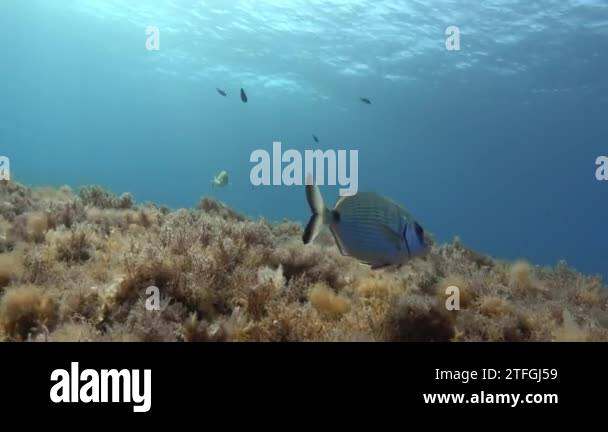 Underwater life bream fish swimming Stock Videos & Footage - HD and 4K ...