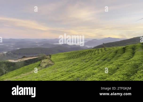 Tea hill Stock Videos & Footage - HD and 4K Video Clips - Alamy