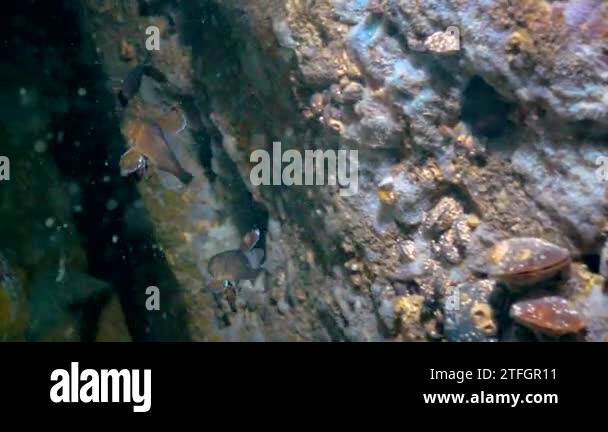 Young fish Brown meagre (Sciaena umbra) in underwater cave. Fauna of ...