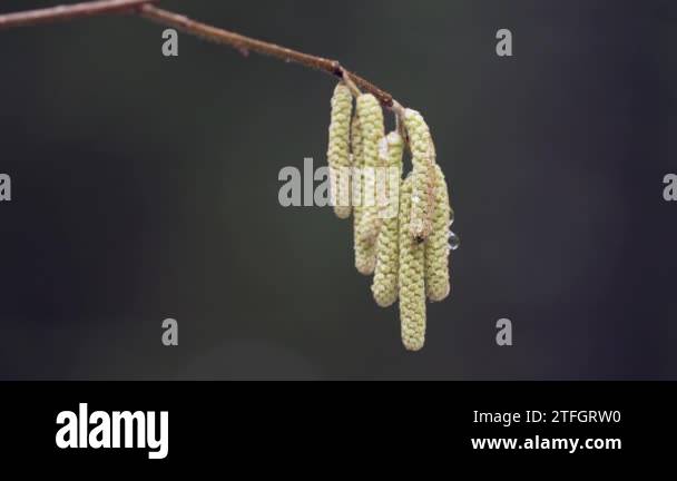 Male hazel flower Stock Videos & Footage - HD and 4K Video Clips - Alamy