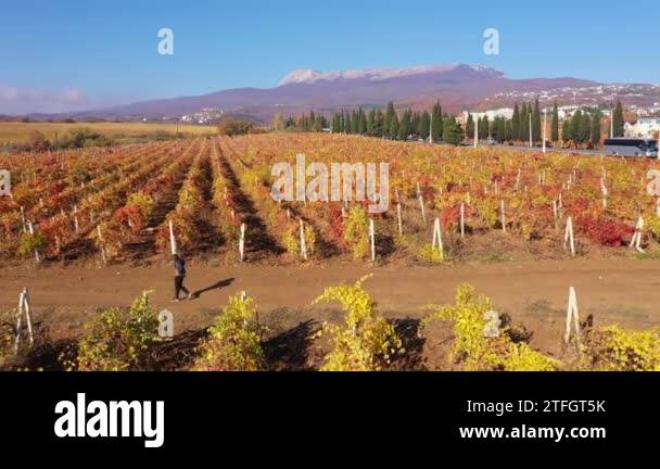 Viticulture or winegrowing is the cultivation and harvesting of grapes ...