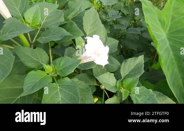 Datura plant with flowers. Its other names thornapples, jimsonweeds ...