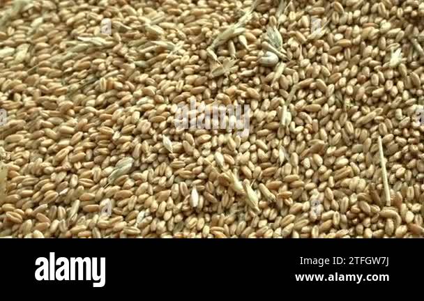Harvest cycle Stock Videos & Footage - HD and 4K Video Clips - Alamy