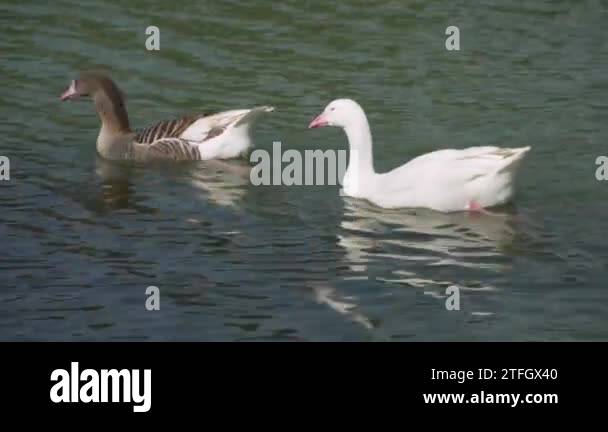 Beautiful lakes and wildfowl Stock Videos & Footage - HD and 4K Video ...