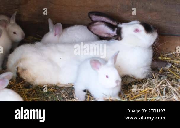 Mother and baby rabbits are resting in a cage. Breeding animals on the ...