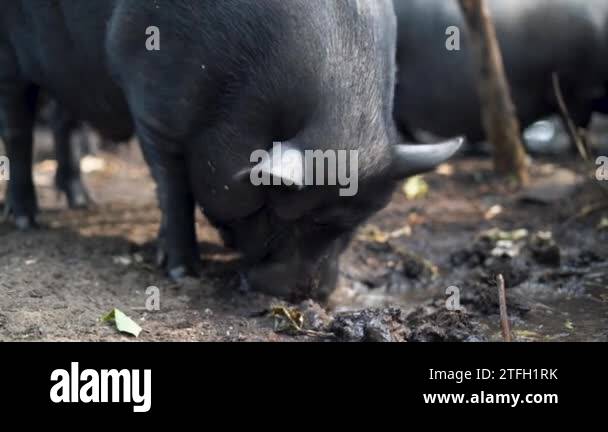 Domestic black pig drinking dirty water on local farm. Pigs farms ...