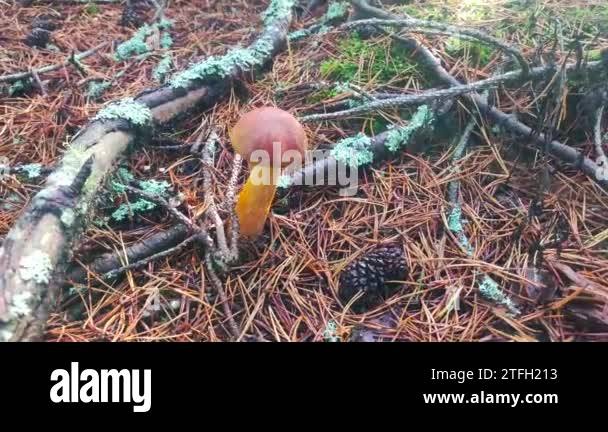 Boletus projectellus Stock Videos & Footage - HD and 4K Video Clips - Alamy
