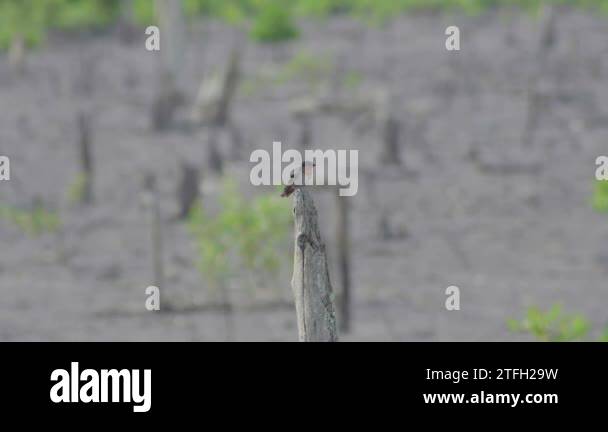 Perching bird songbird birds Stock Videos & Footage - HD and 4K Video ...