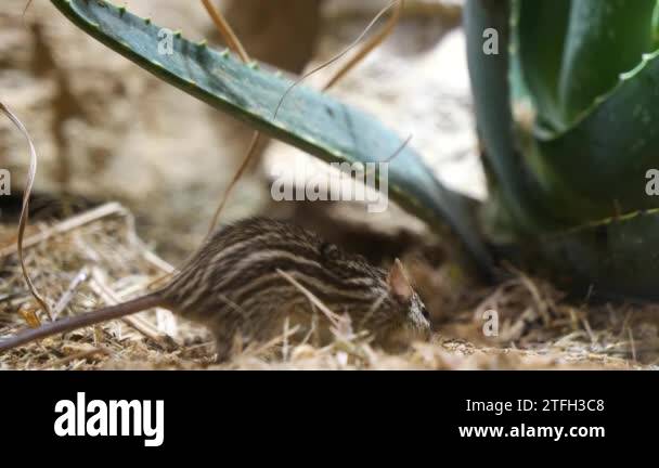 Thorn mouse Stock Videos & Footage - HD and 4K Video Clips - Alamy