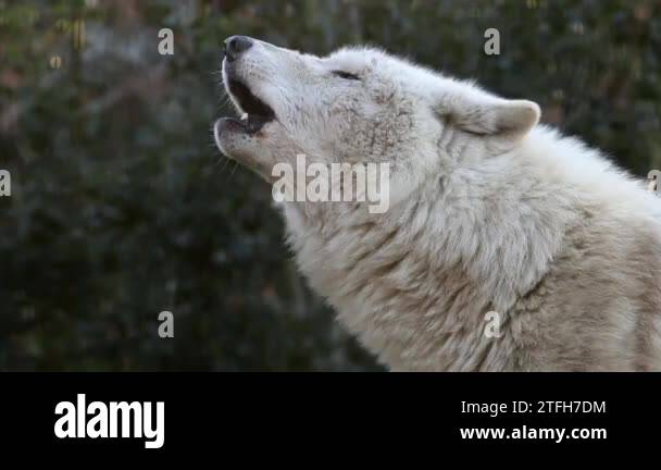 Howling wolf teeth Stock Videos & Footage - HD and 4K Video Clips - Alamy