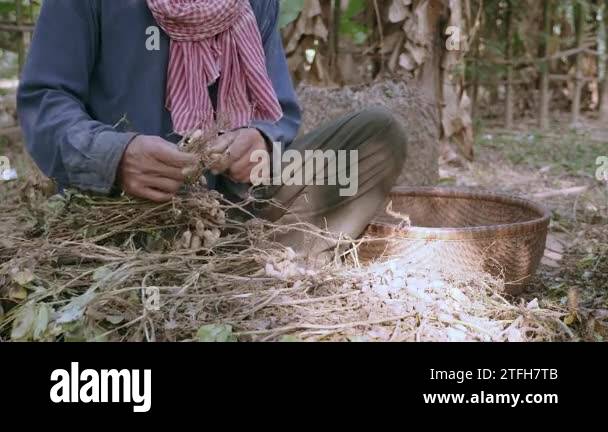 farmer sitting cross-legged on the ground of a farmyard and pulling ...