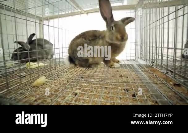 Laboratory animals Stock Videos & Footage - HD and 4K Video Clips - Alamy