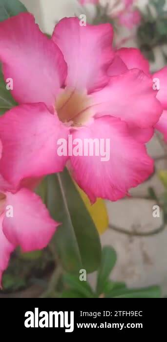 Kamboja Stock Videos & Footage - HD and 4K Video Clips - Alamy
