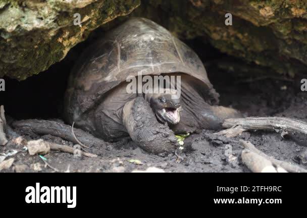 Giant tortoise giving birth lying in rock cave, opening its mouth Stock ...