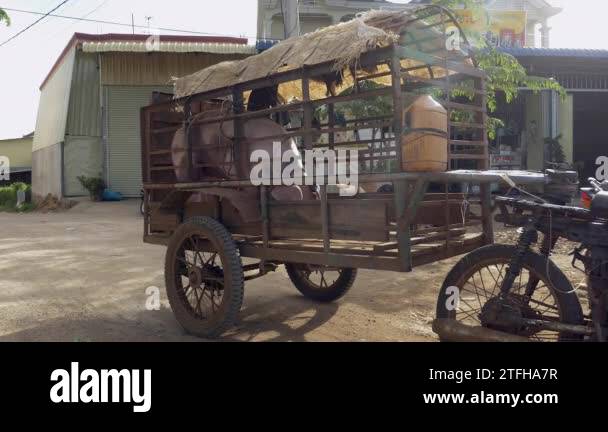 Pig transport Stock Videos & Footage - HD and 4K Video Clips - Alamy