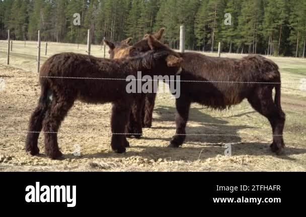 The Poitou donkeys - they for other donkey breeds distinguish their ...