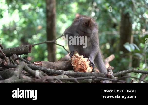 Wild monkey family at sacred monkey forest in Ubud, island Bali ...