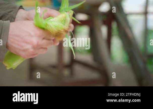 A freshly picked head of corn is peeled and shown to the camera in ...