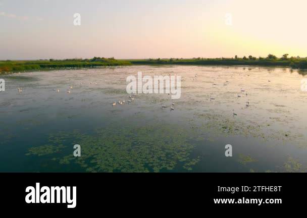 Beautiful lake with swans swimming and visible vegetation on surface in ...