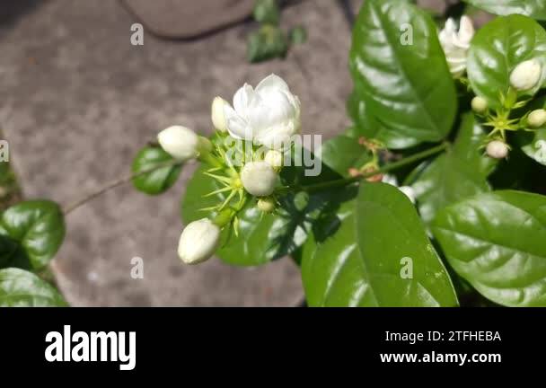 Jasminum sambac flower. The flower may be used as a fragrant ingredient ...