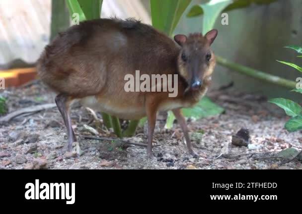 Curious pregnant mother lesser mouse-deer, tragulus kanchil, looking ...