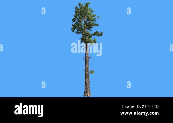 Sample Conifer Tall Tree Pinophyta Coniferous Evergreen Tree is Swaying ...