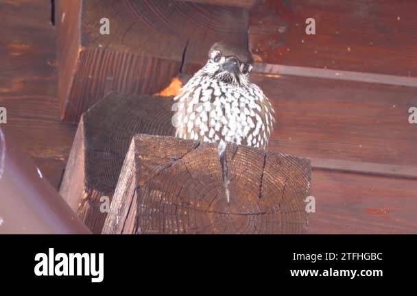spotted nutcracker sitting on the beams of a tree,an inquisitive bird ...