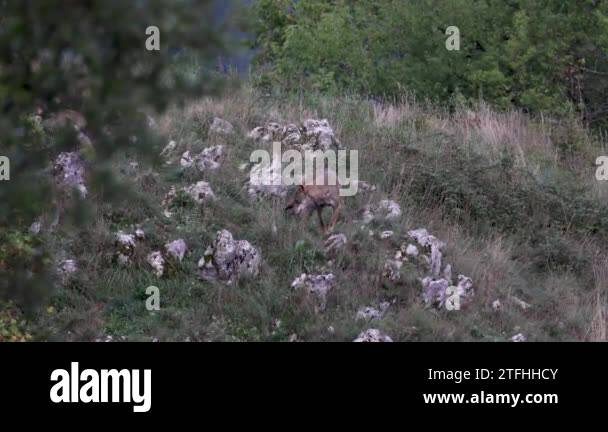 Italian wolf, Canis Lupus Italicus, unique subspecies of the indigenous ...