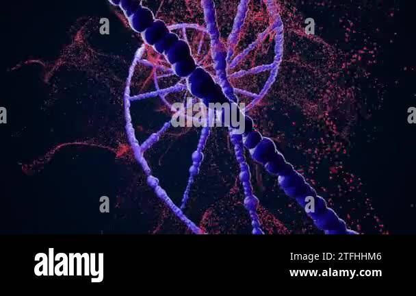 4k video of a pink and purple DNA chain on a black background with pink ...