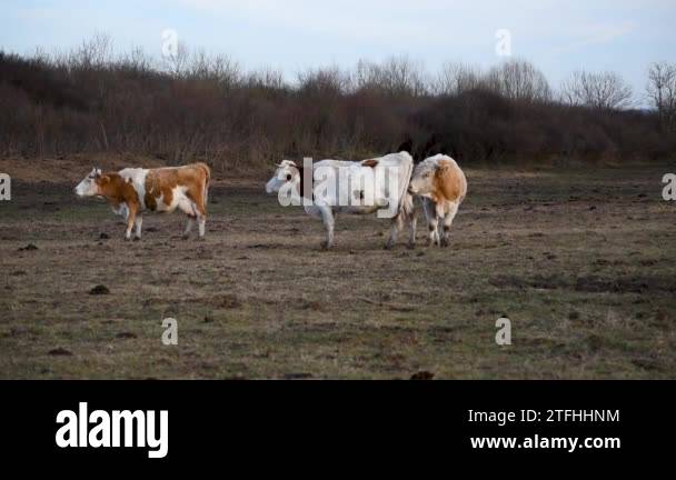Bull sniffing cow back in pasture, animal instinct for reproduction ...
