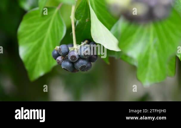 Fruits of common ivy hedera helix Stock Videos & Footage - HD and 4K ...