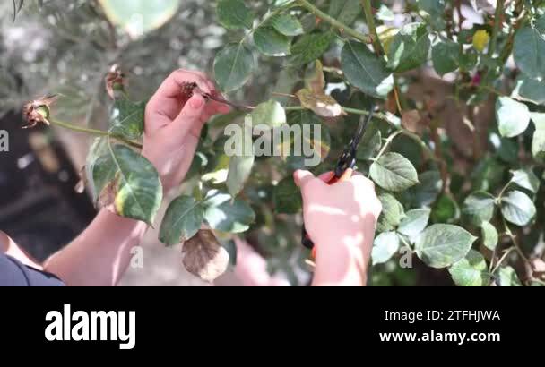 Breeding rose Stock Videos & Footage - HD and 4K Video Clips - Alamy