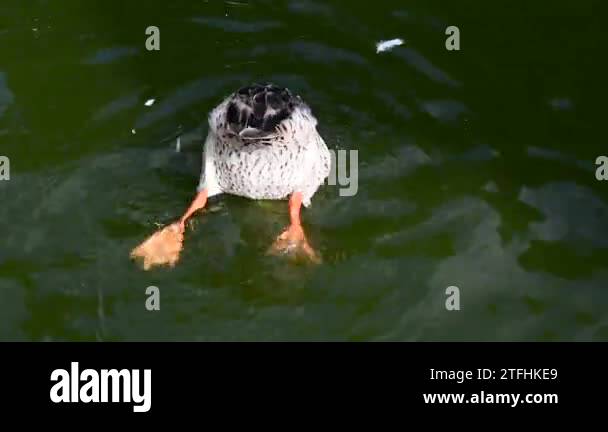 Diving for food duck Stock Videos & Footage - HD and 4K Video Clips - Alamy