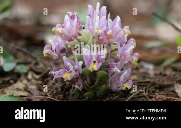 Endemic to thailand Stock Videos & Footage - HD and 4K Video Clips - Alamy