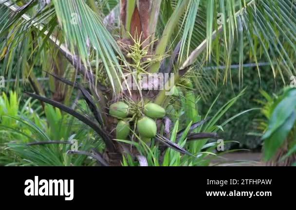 coconut tree, Cocos nucifera is a member of the palm tree family ...