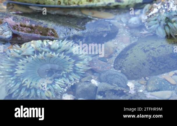 Sea anemone tentacles, tide pool water, anemones mouth macro. Tidepool ...