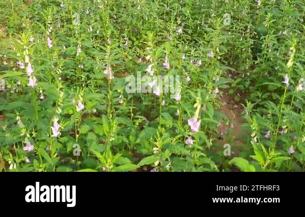 Sesame plant with flowers. It is aflowering plantin the genusSesamum ...
