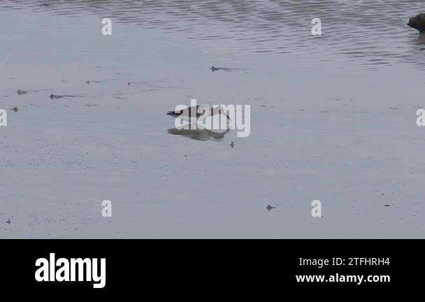 Grey tailed Tattler (Tringa brevipes) eating crab on mudflats. Water ...